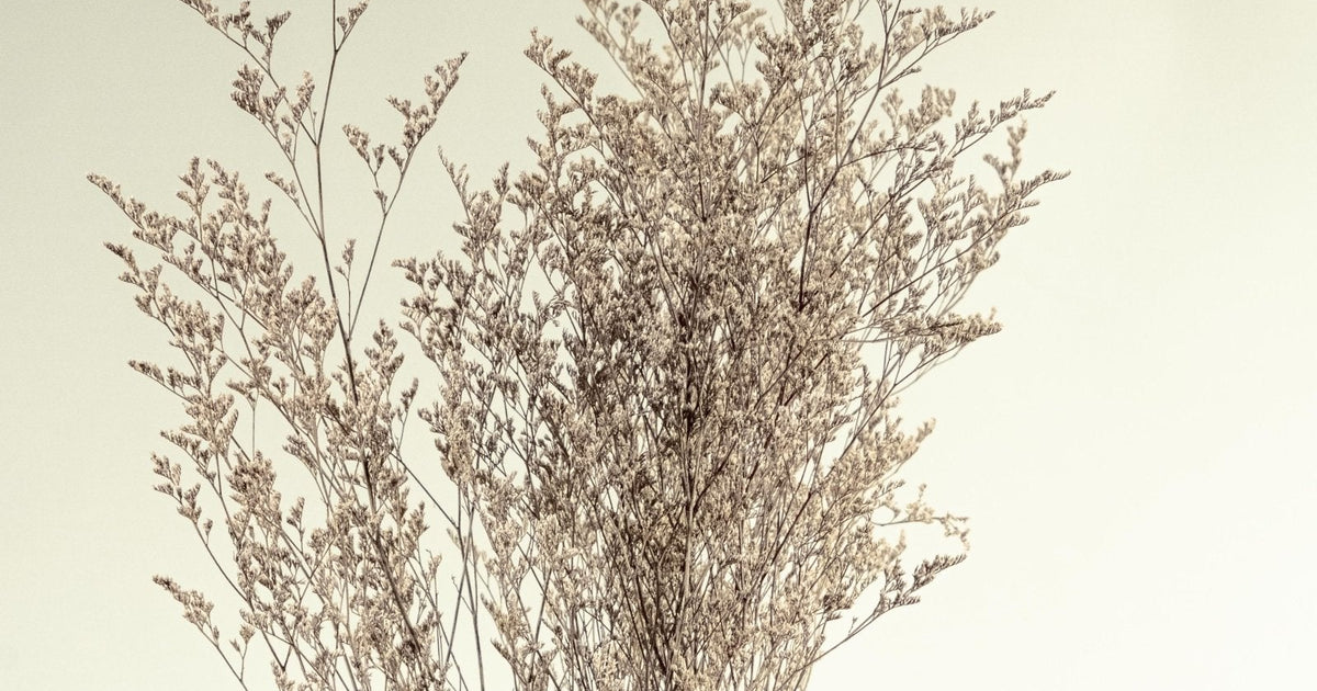 Preserved Caspia (Silver) - Sample – Sola Wood Flowers